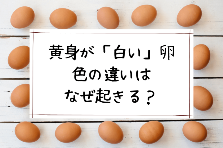 黄身が白い卵!?色の違いはなぜ起きる とりびあライフ